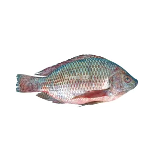 Fish Archives - Tuma 250 Ecommerce
