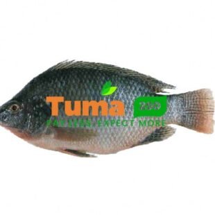 Fish Archives - Tuma 250 Ecommerce